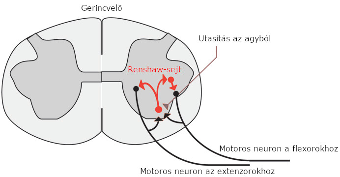 renshaw cell | Movelab Academy